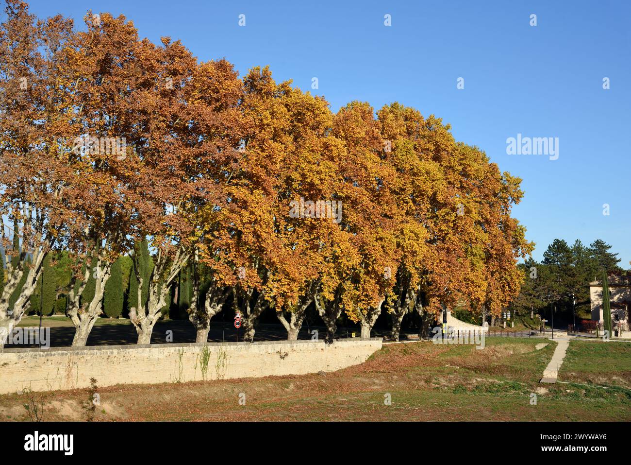 Plane trees provence hi-res stock photography and images - Alamy