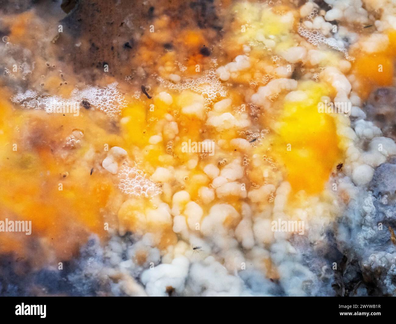 Oozing tree sap hi-res stock photography and images - Alamy