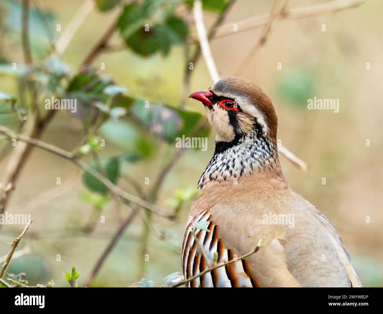 A Red Legged Partridge, Alectoris rufa in Norfolk, UK Stock Photo - Alamy