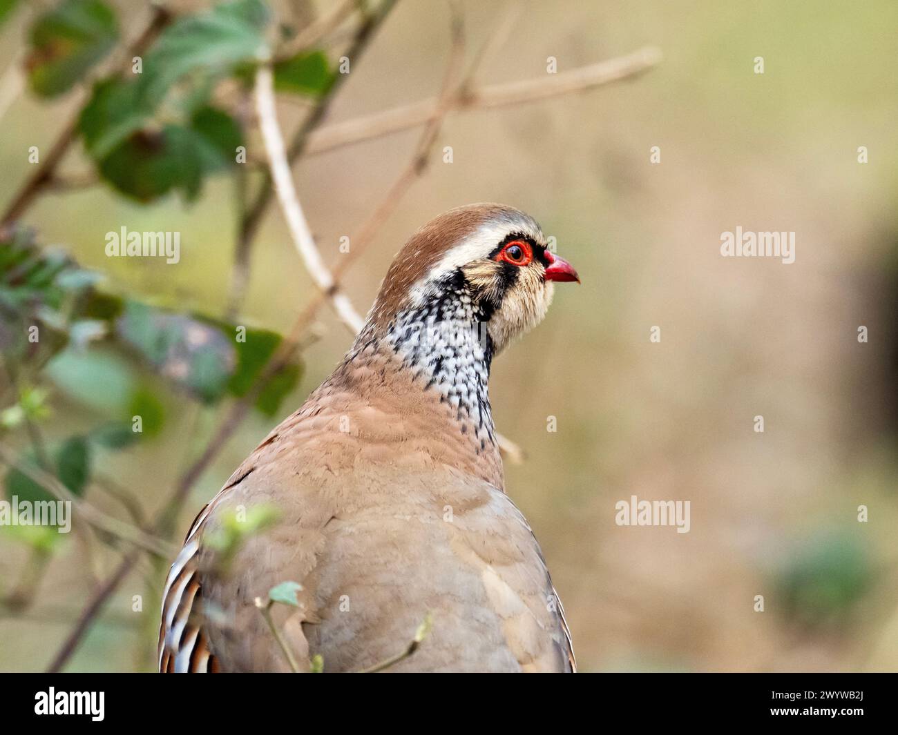 A Red Legged Partridge, Alectoris rufa in Norfolk, UK Stock Photo - Alamy