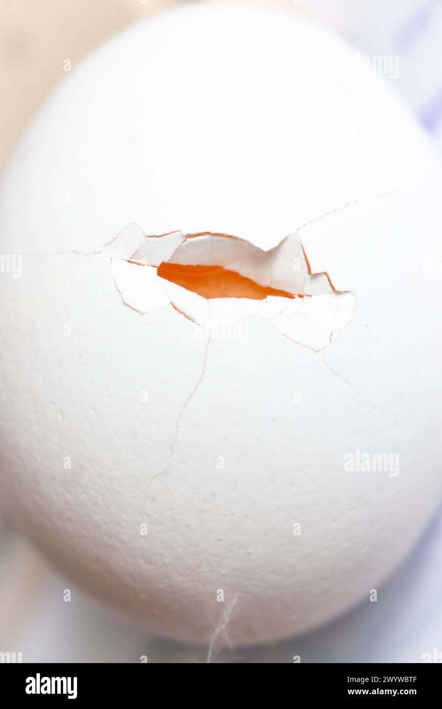 Cracked egg close up. White eggshell with yellow yolk. Organic food ...