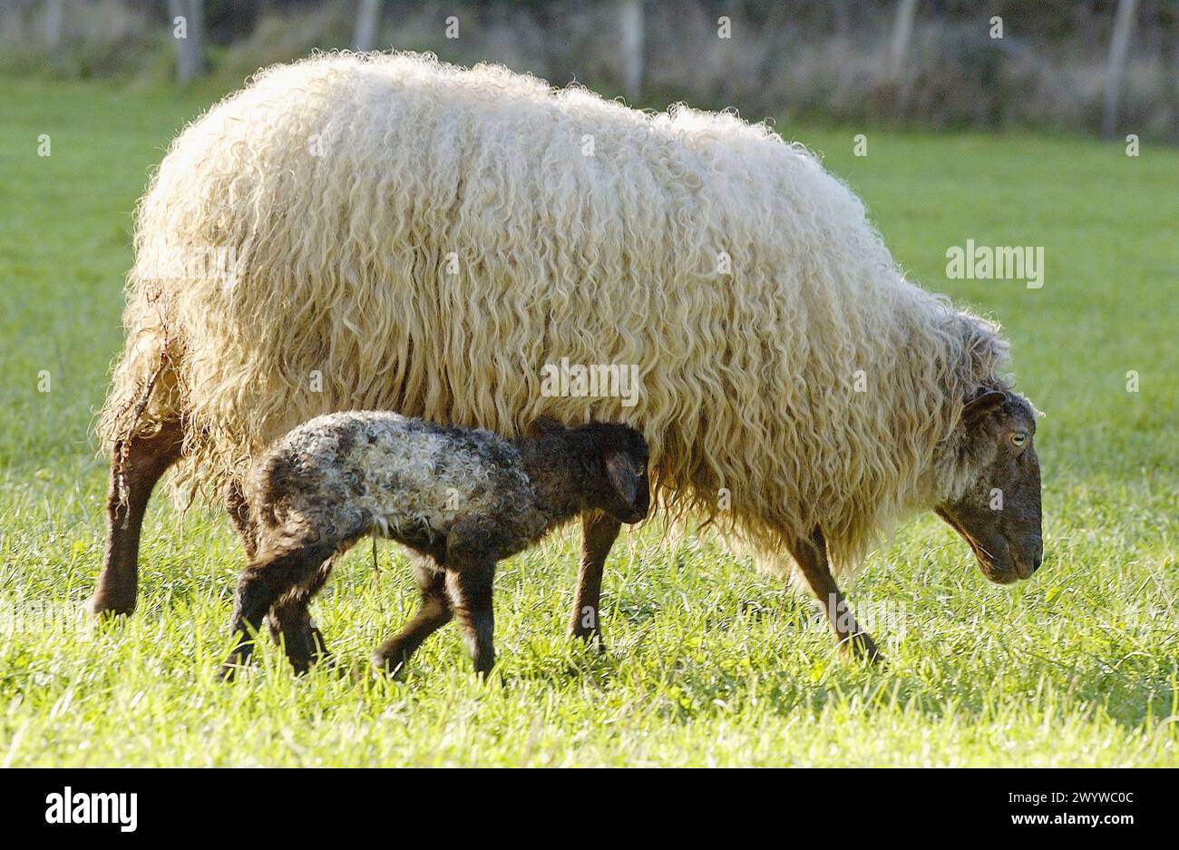 ´Latza´ sheep, adult and lamb. Legazpi. Guipúzcoa, Spain Stock Photo ...