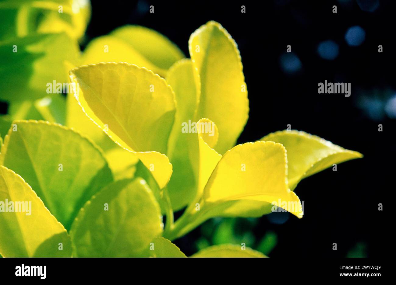 Yellow leaves buxus sempervirens hi-res stock photography and images ...