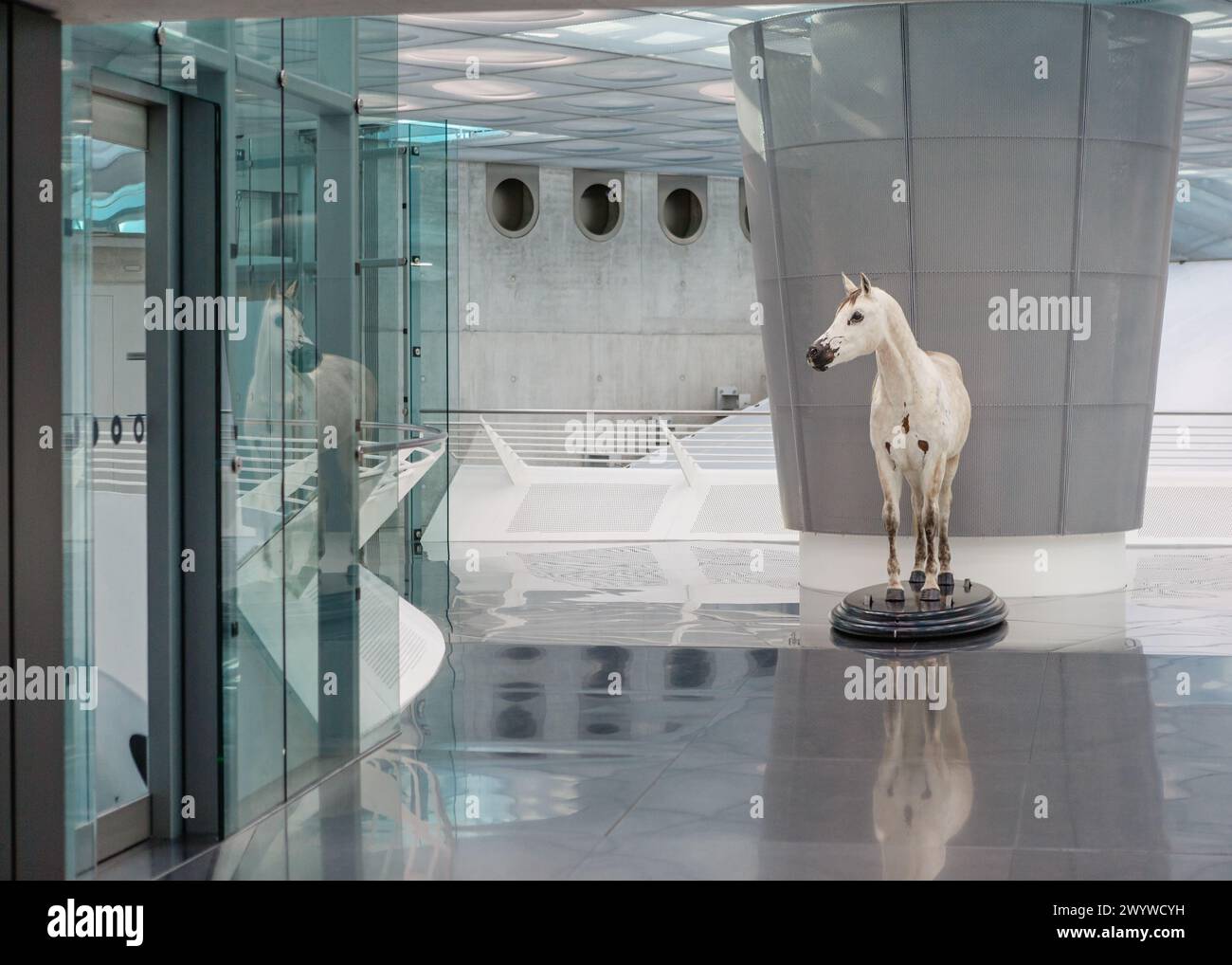 I do believe in the horse. A white horse representing the start of ...