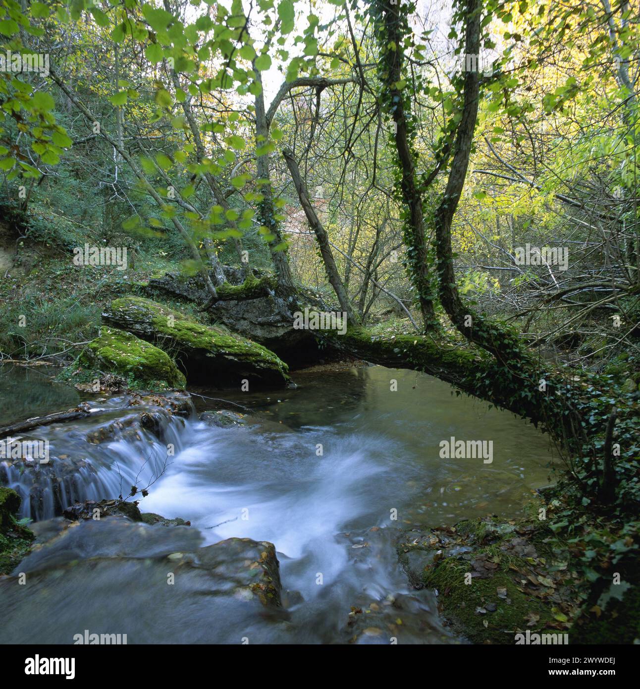 Purón River. Valderejo Natural Park. Álava. Spain Stock Photo - Alamy