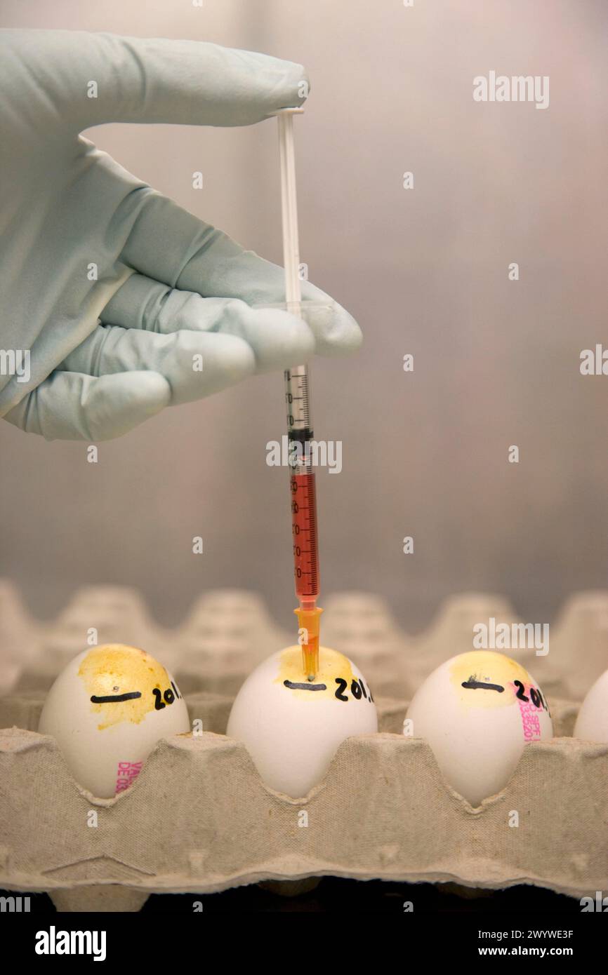 Embryonated eggs culture, Laboratory of Bio-Safety Level P3 ...