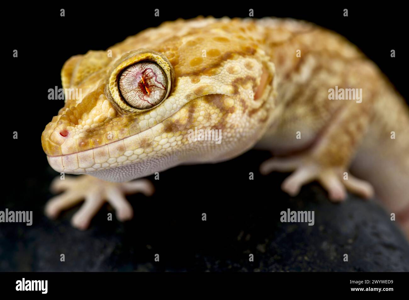 Albino Ocelot gecko (Paroedura picta Stock Photo - Alamy