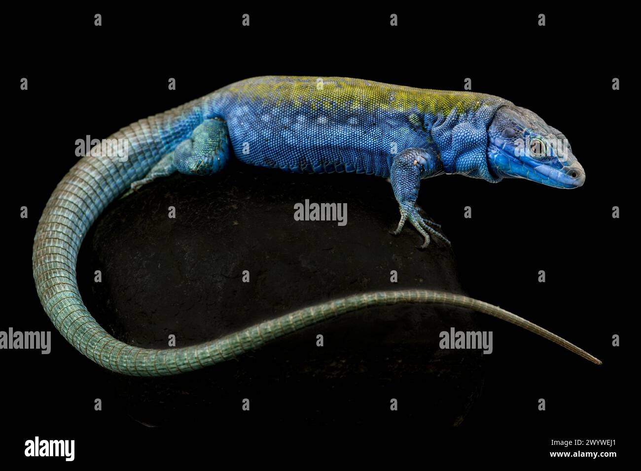 The italian wall lizard hi-res stock photography and images - Alamy