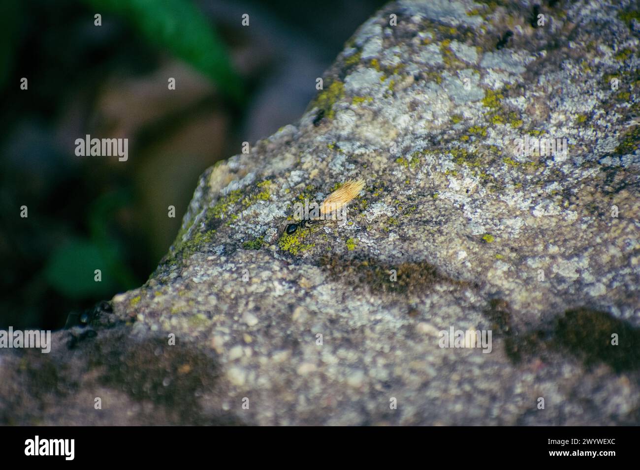 Ant working hi-res stock photography and images - Alamy