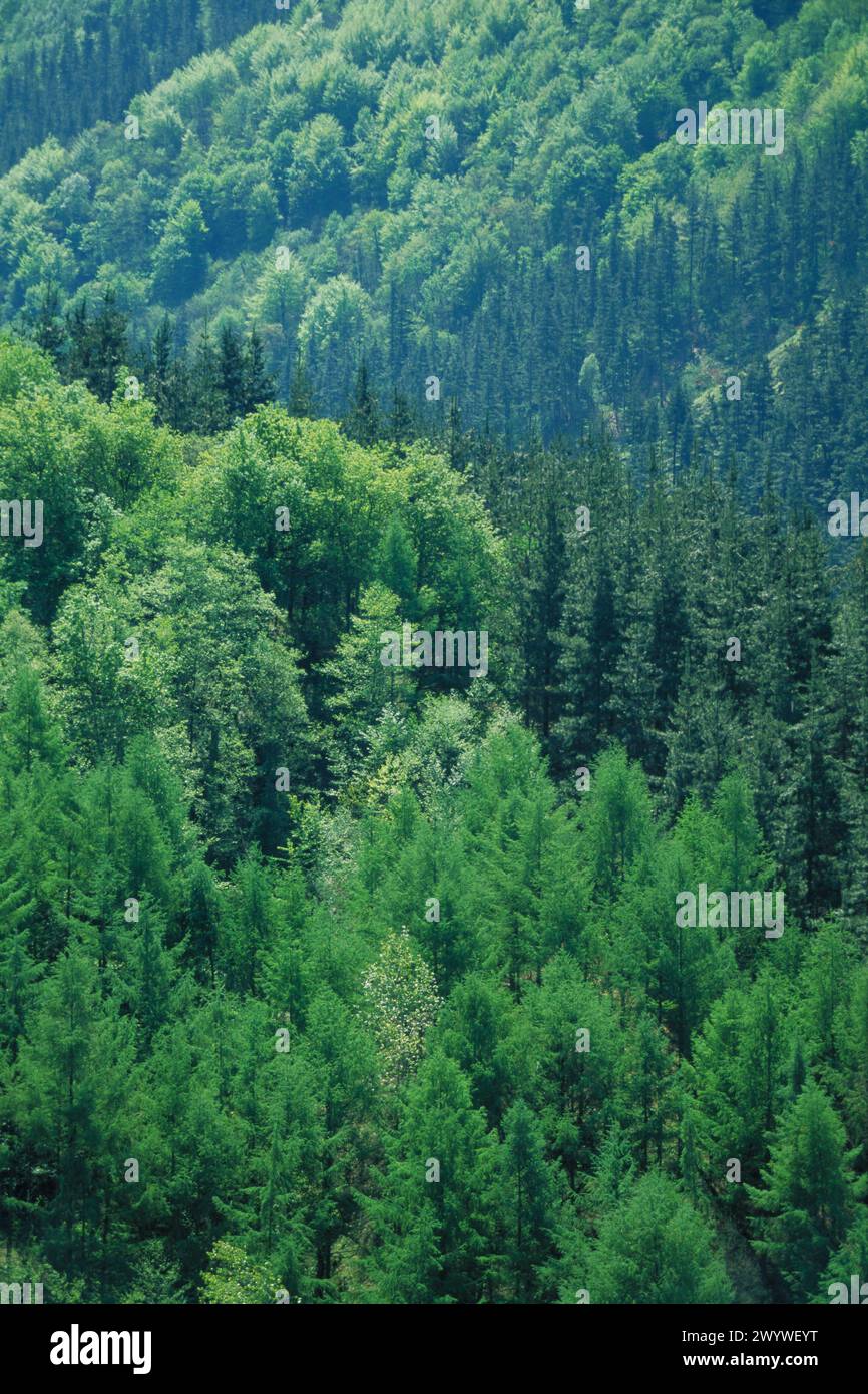 Sierra de Aralar. Zaldibia. Guipúzcoa. Spain Stock Photo - Alamy