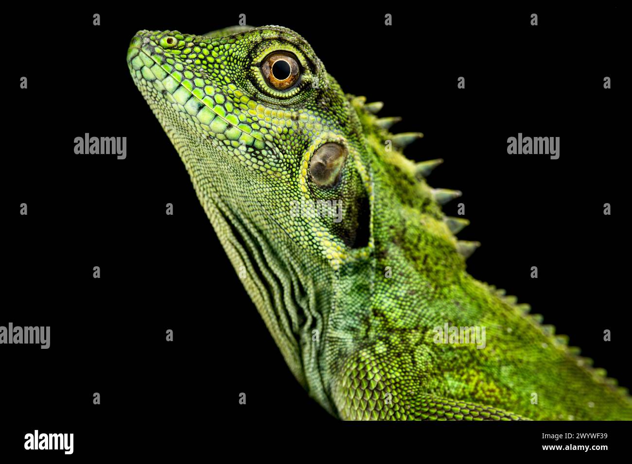Large eared Anglehead Agama (Hypsilurus auritus Stock Photo - Alamy