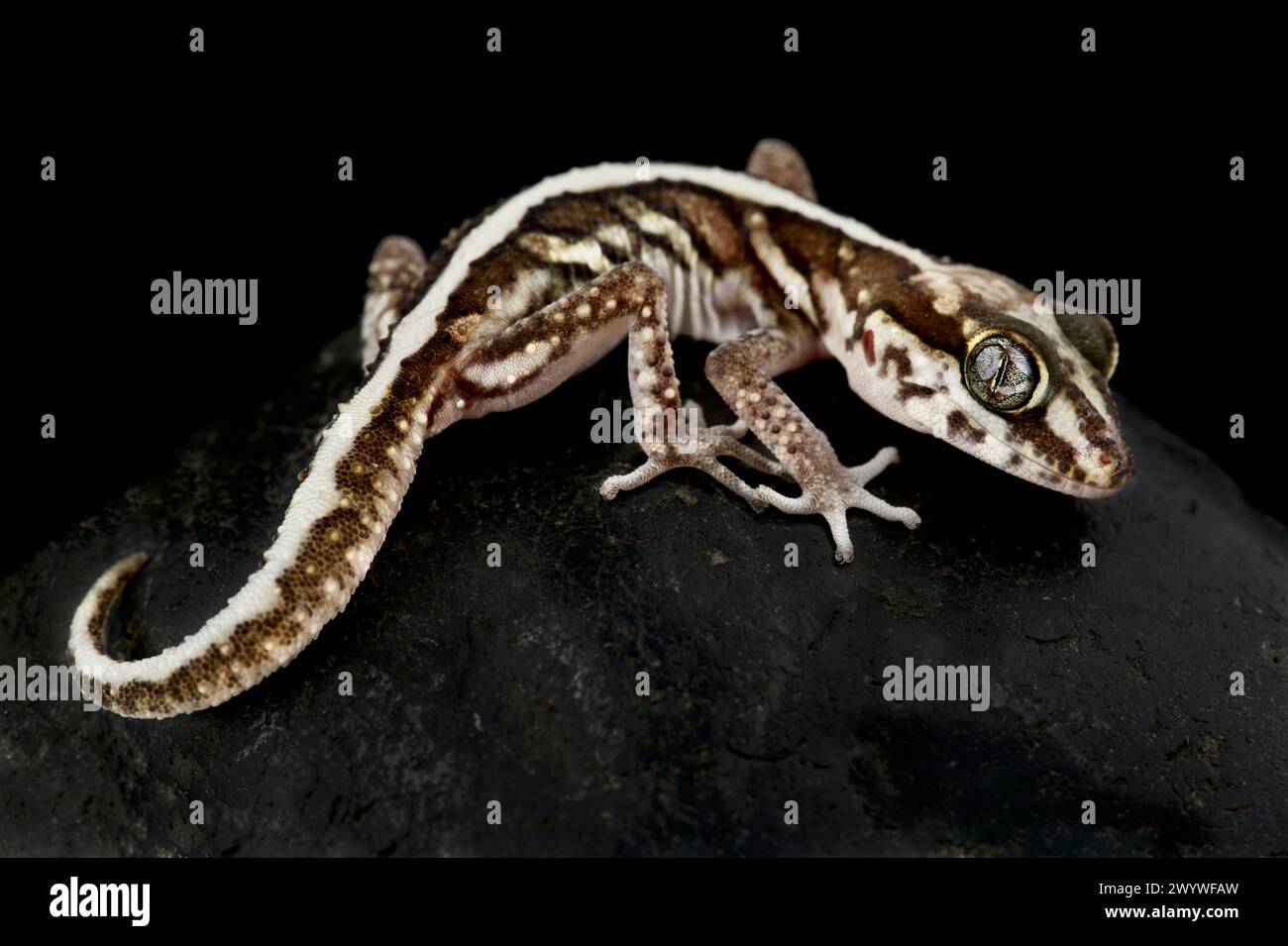 Ocelot gecko (Paroedura picta Stock Photo - Alamy