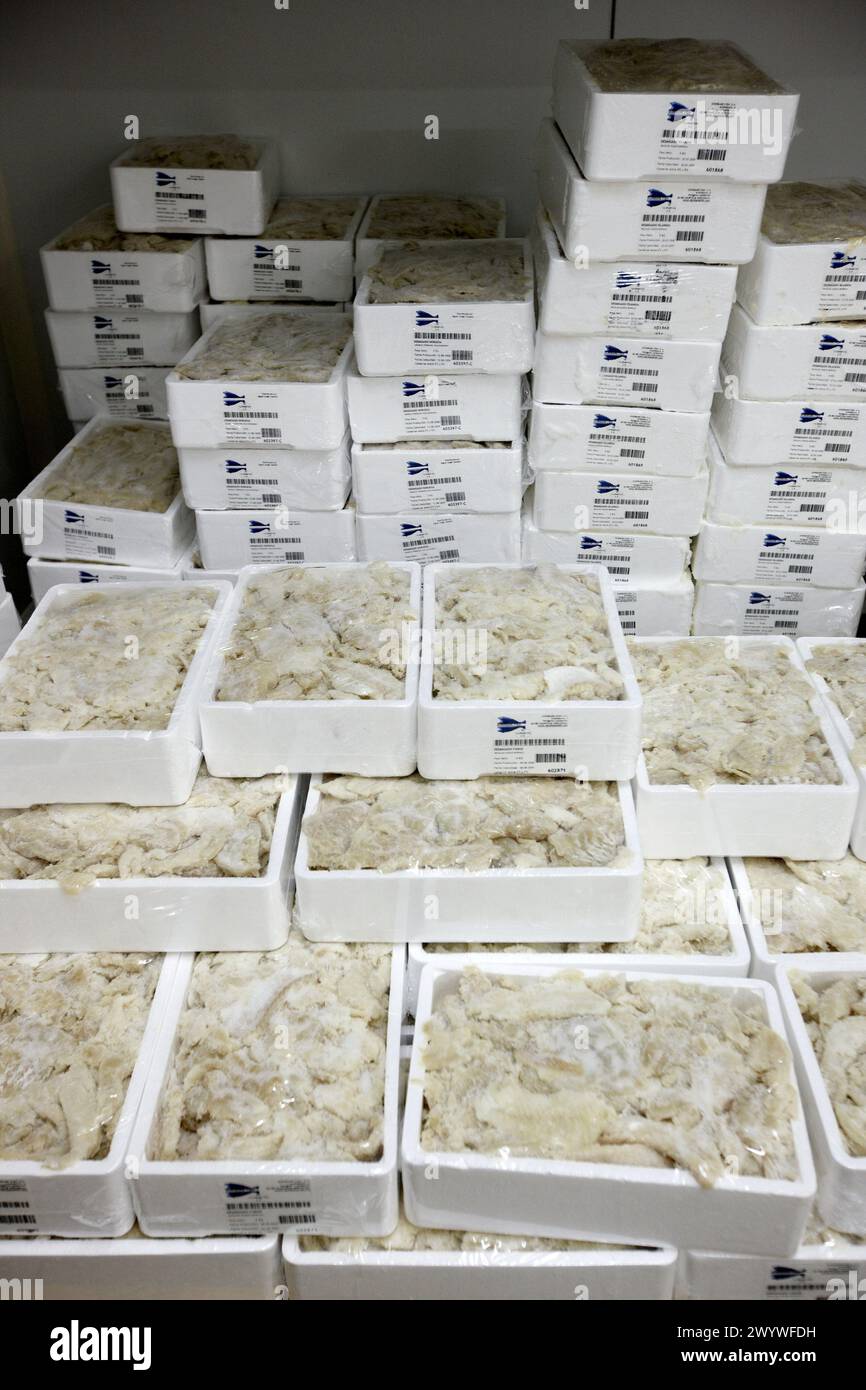 Cold-storage room, refrigerated and frozen salt cod distribution Stock ...