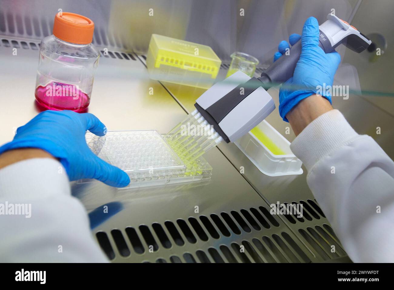 Cytotoxicity studies Study of the toxic effects of substances in cell ...