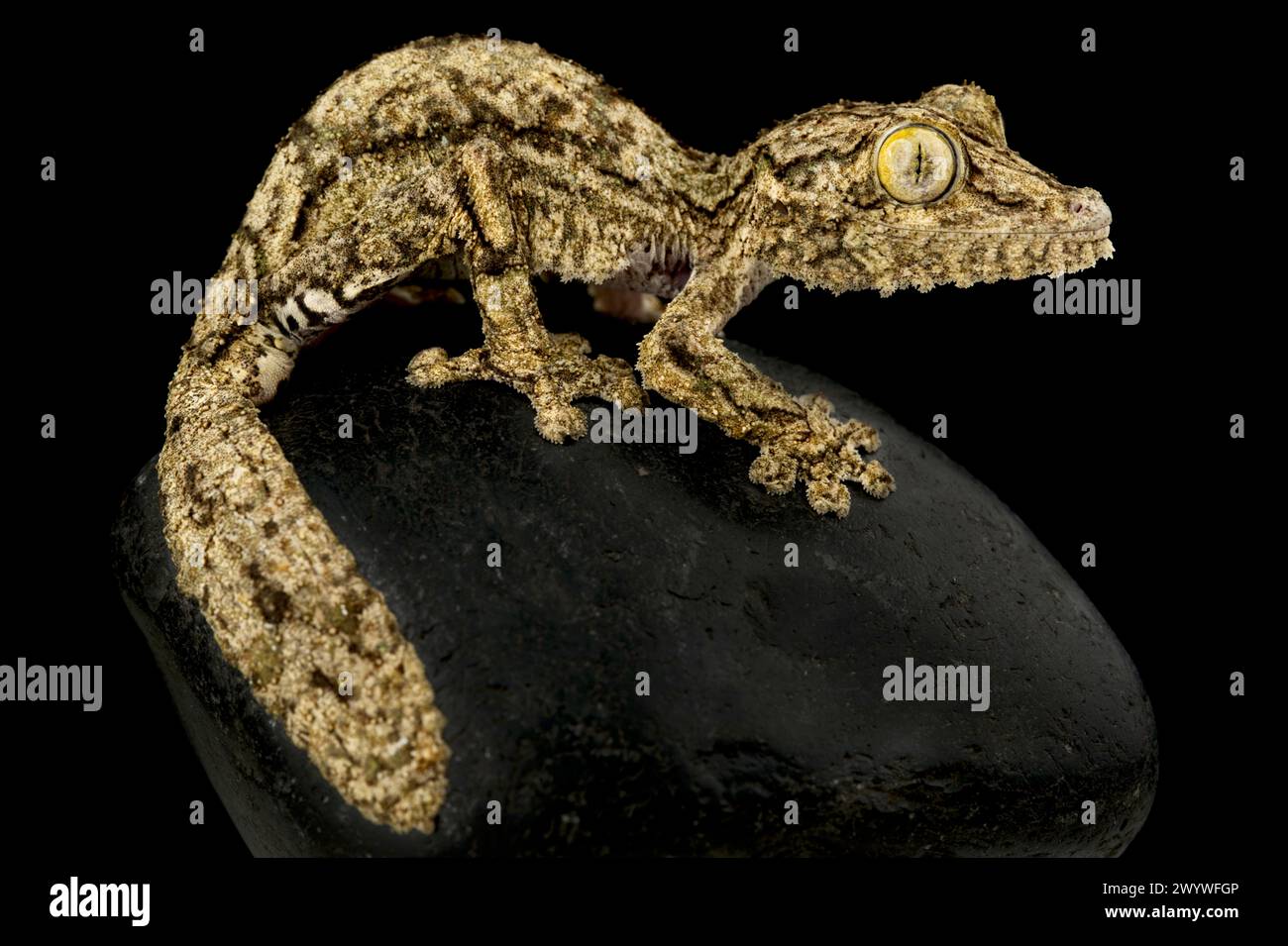 Southern leaf-tailed gecko (Uroplatus sameiti Stock Photo - Alamy