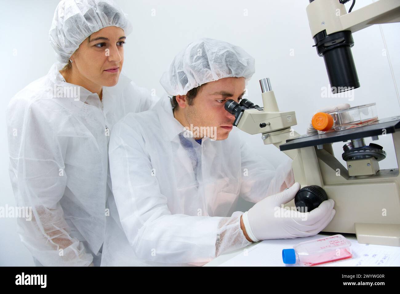 Researchers looking through an inverted microscope how a cell line ...