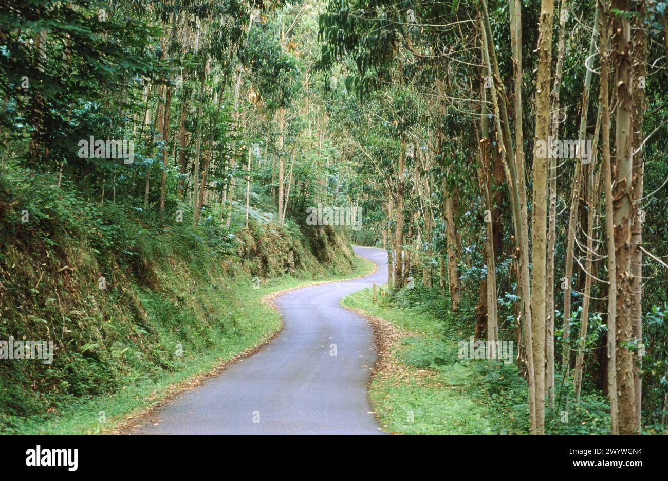 Road and eucalyptus lugo province hi-res stock photography and images ...