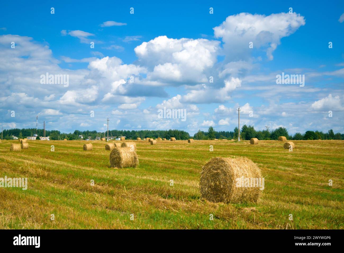 Straw bales in the field. Beautiful rural landscape. Sunny day ...