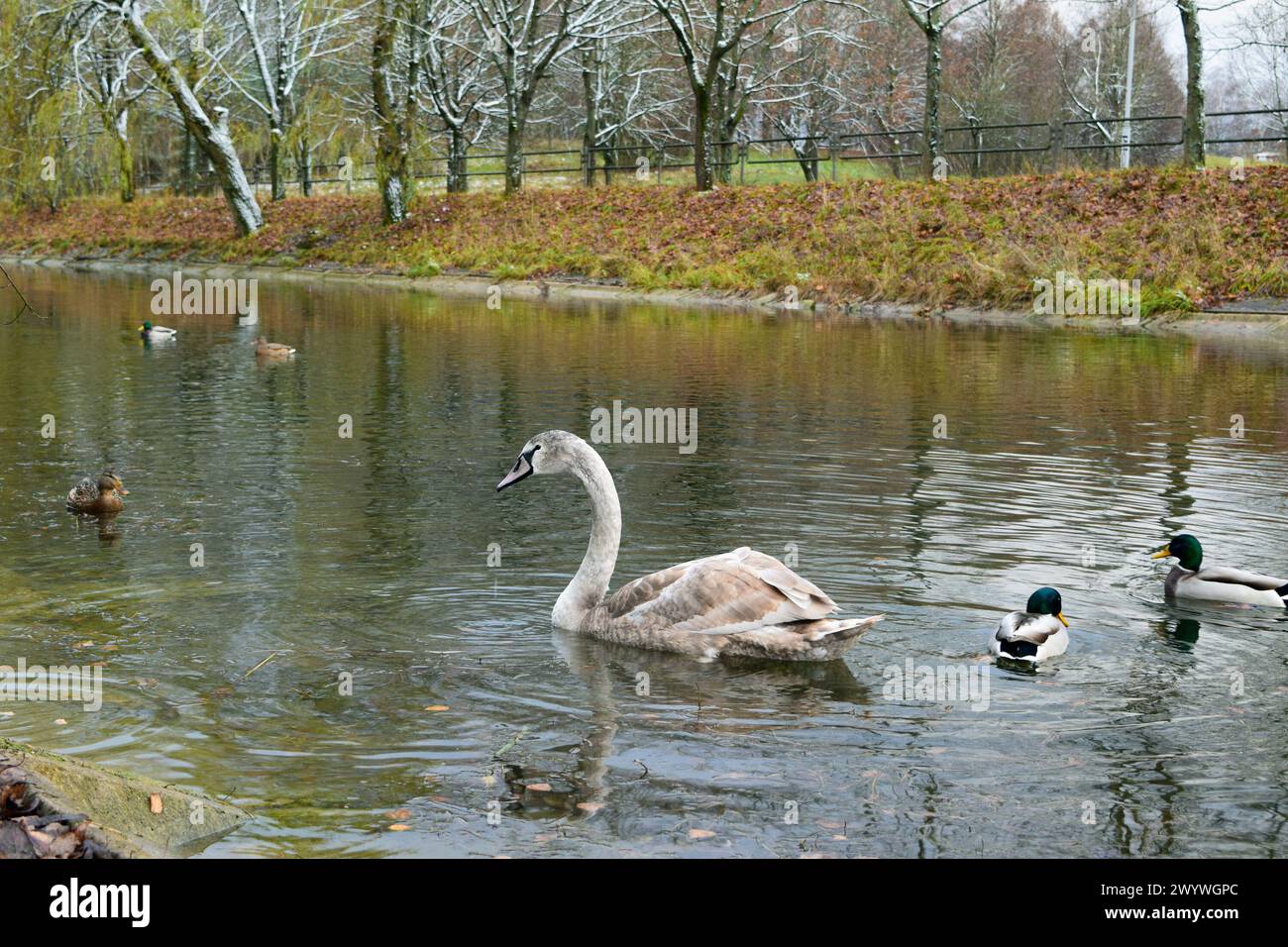 A young swan swims in a pond. Gray swan. Birds in nature. Beautiful ...