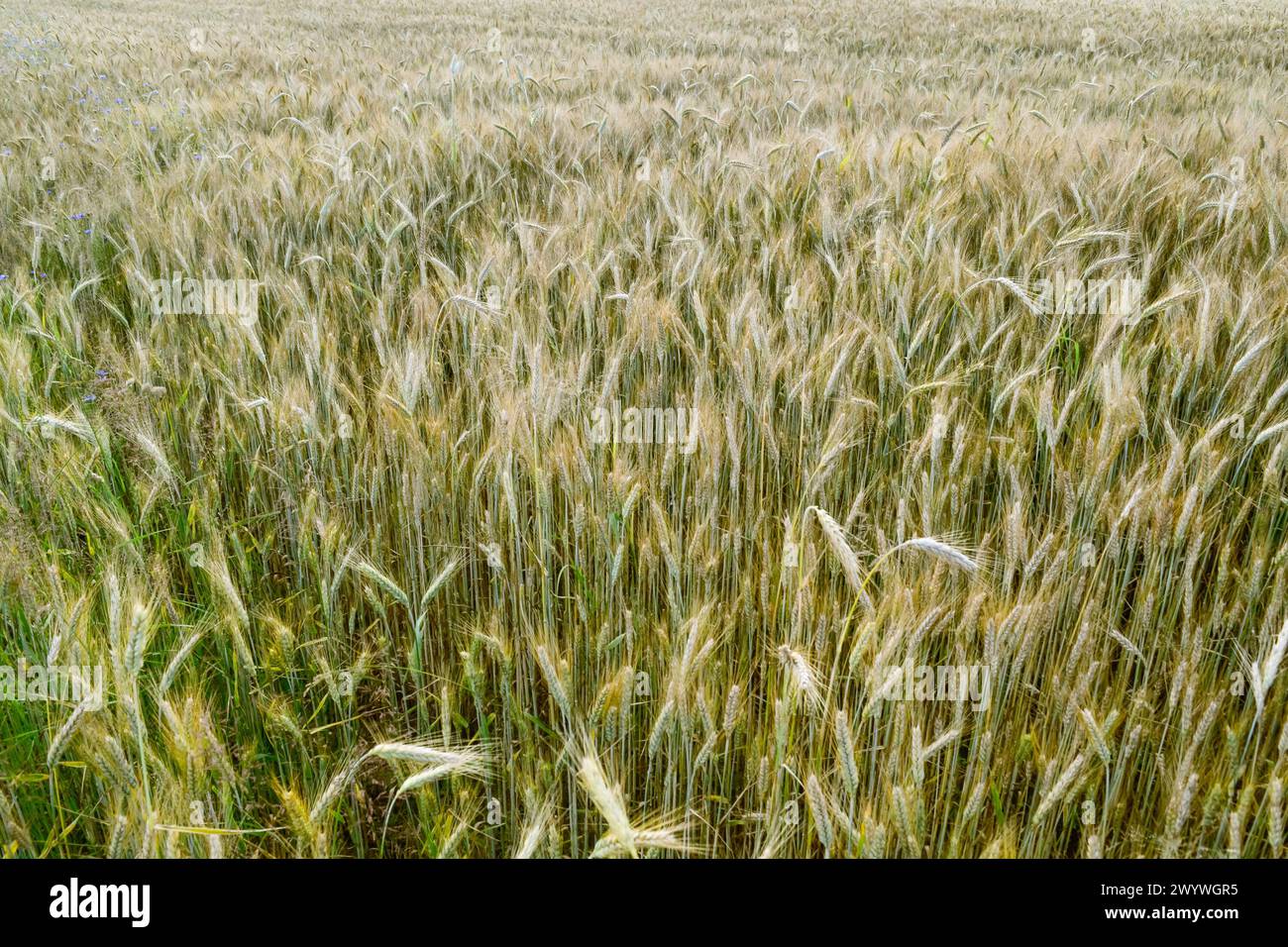 Wheat field. Ears of wheat. Natural plant background. Forage crops ...