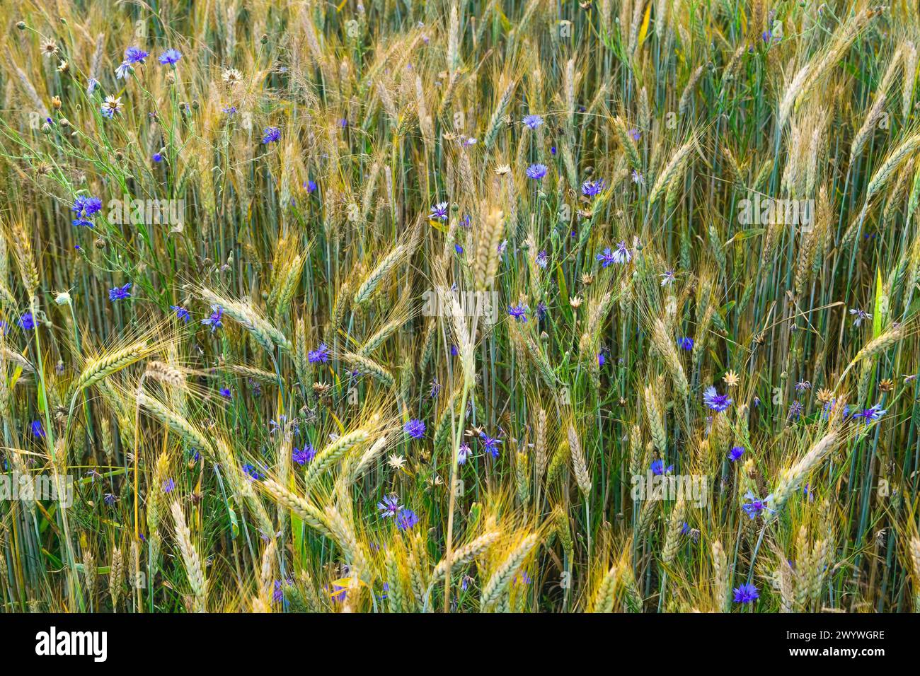 Cornflowers and ears of wheat. Wheat field. Beautiful natural landscape ...