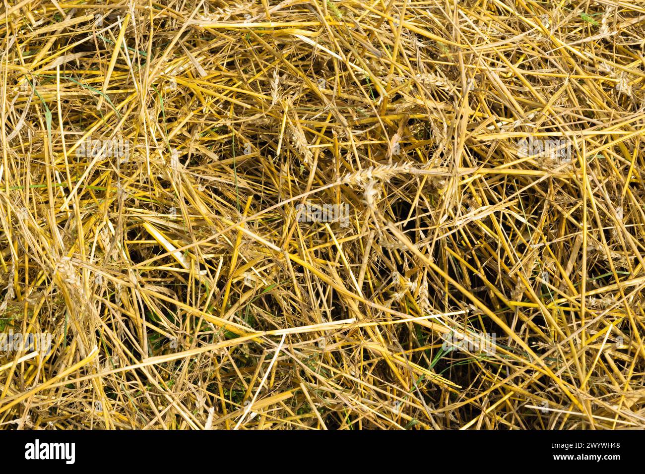 Dry yellow straw, close-up. Natural backgrounds and textures. Mown ...