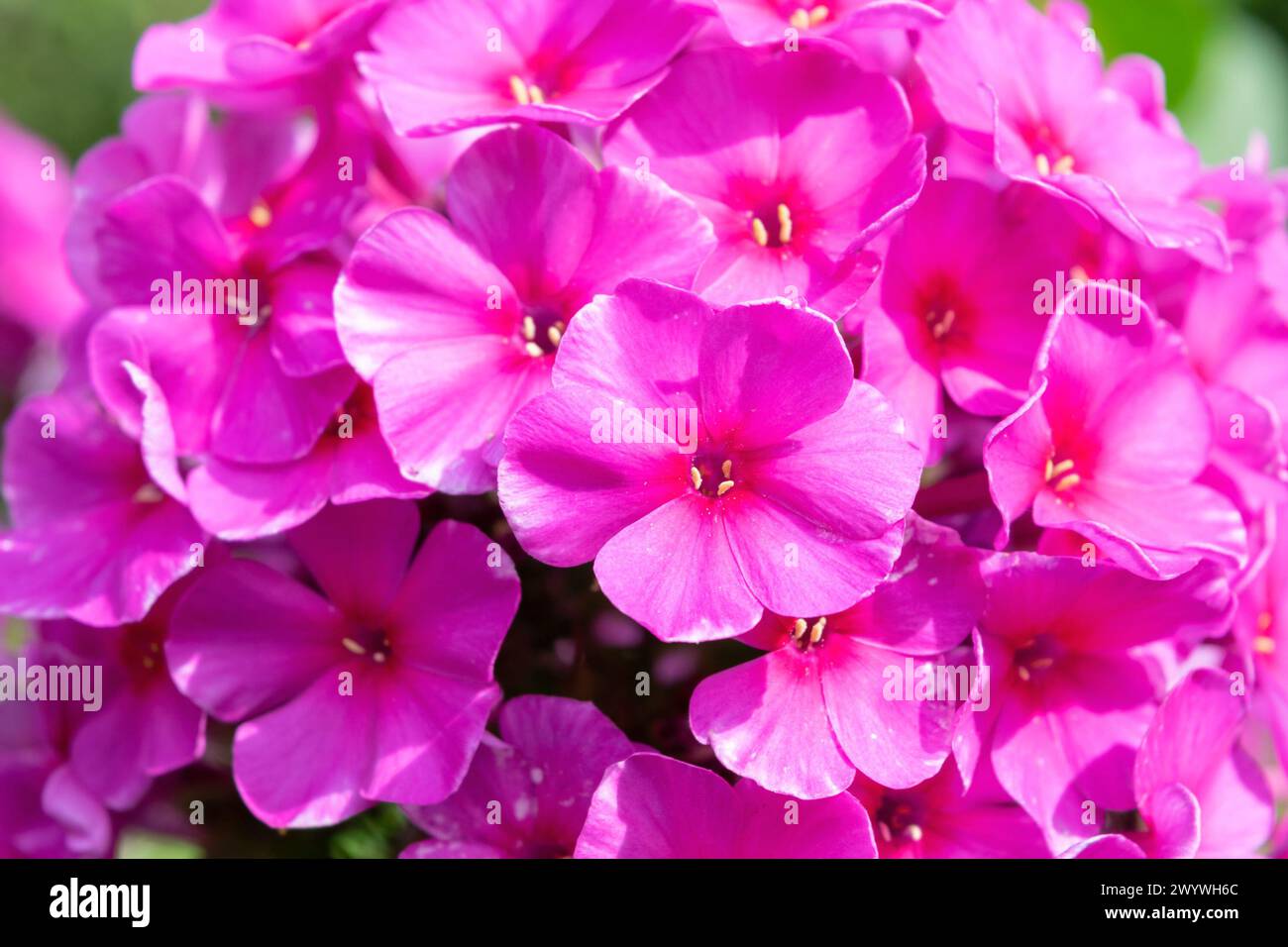 Pink Phlox paniculata flowers in the garden, close-up. Floral ...
