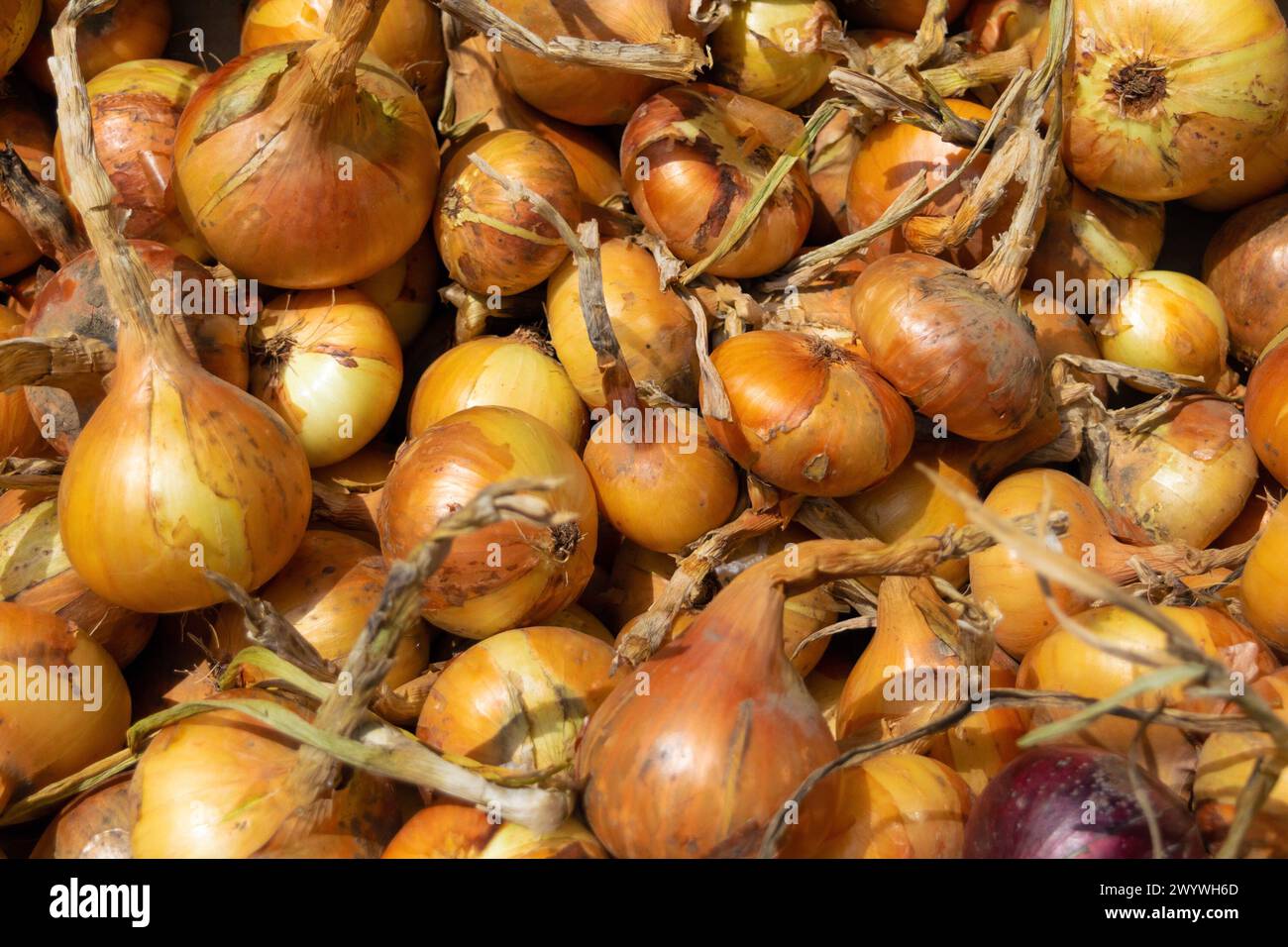 Lots of onions. Onion background. Growing and harvesting. Food products ...