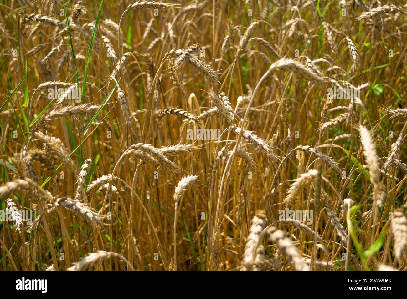 Wheat field. Wheat ears, close-up. Natural backgrounds and textures ...