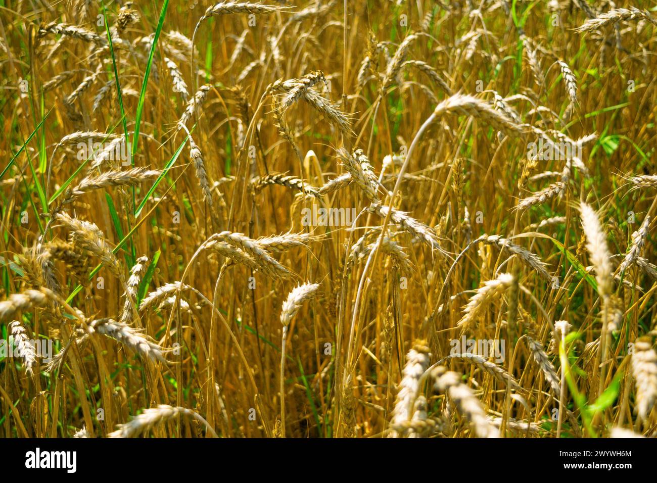Wheat field. Wheat ears, close-up. Natural backgrounds and textures ...