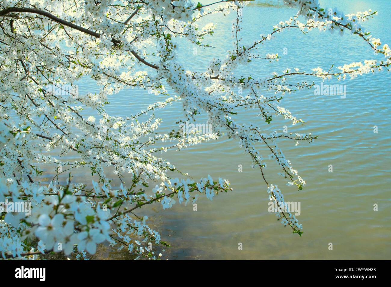 Tree branches with white flowers hang down to the water. Beautiful ...