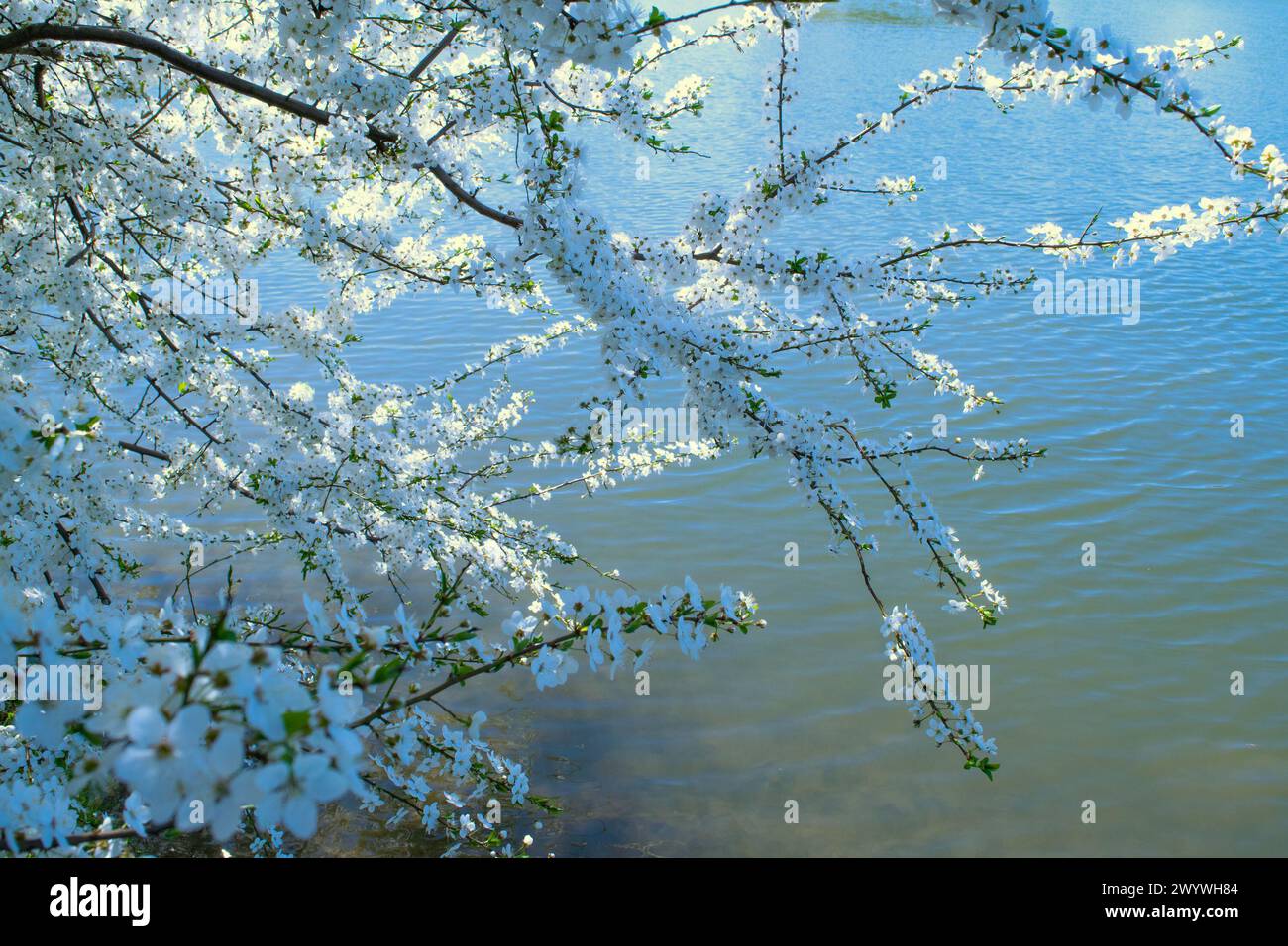 Tree branches with white flowers hang down to the water. Beautiful ...