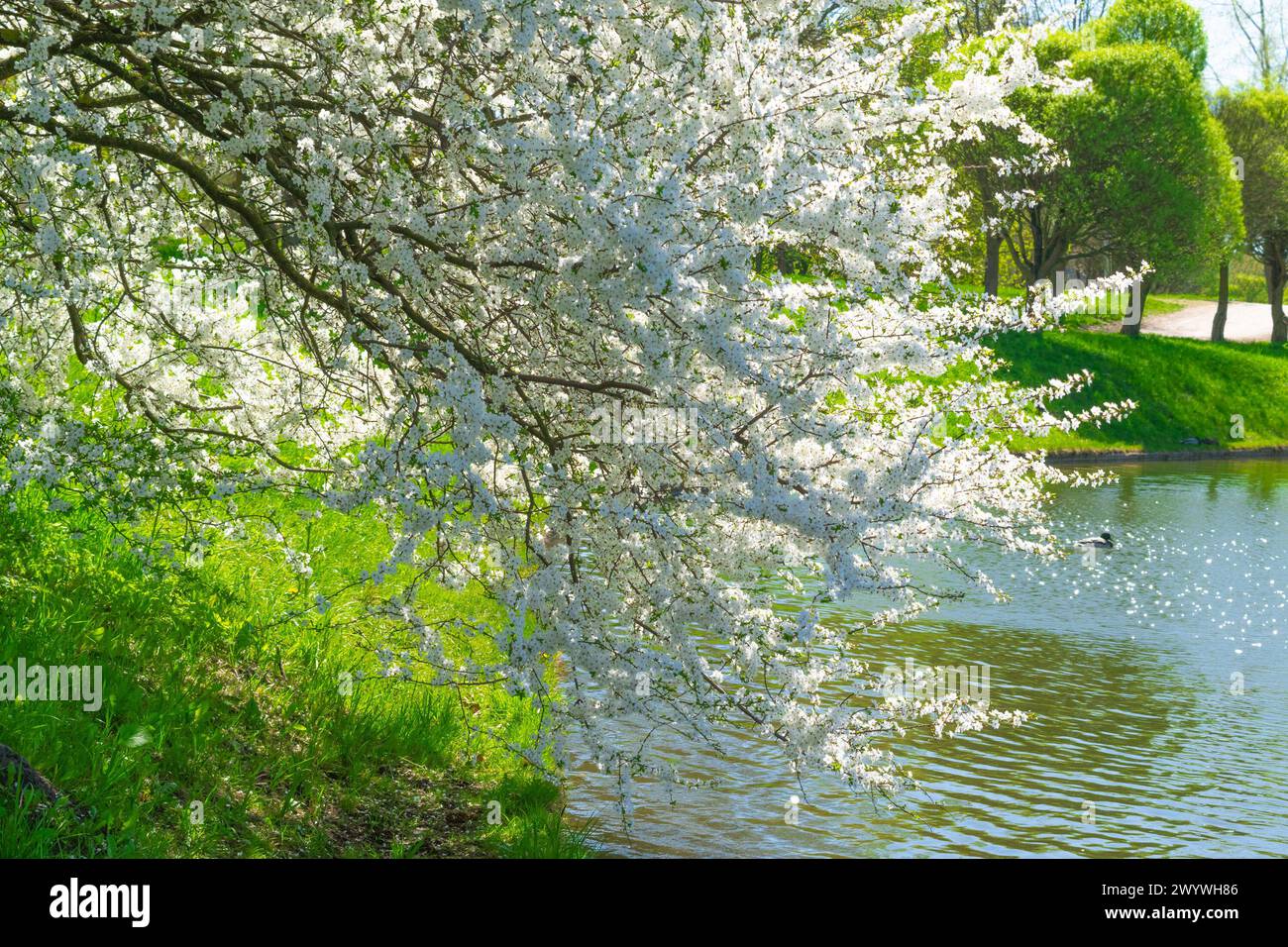 Tree branches with white flowers hang down to the water. Beautiful ...