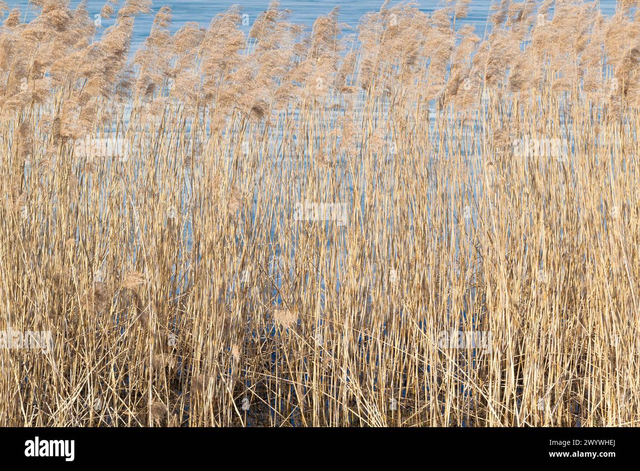 Reed thickets near the water. Natural plant background. Phragmites ...