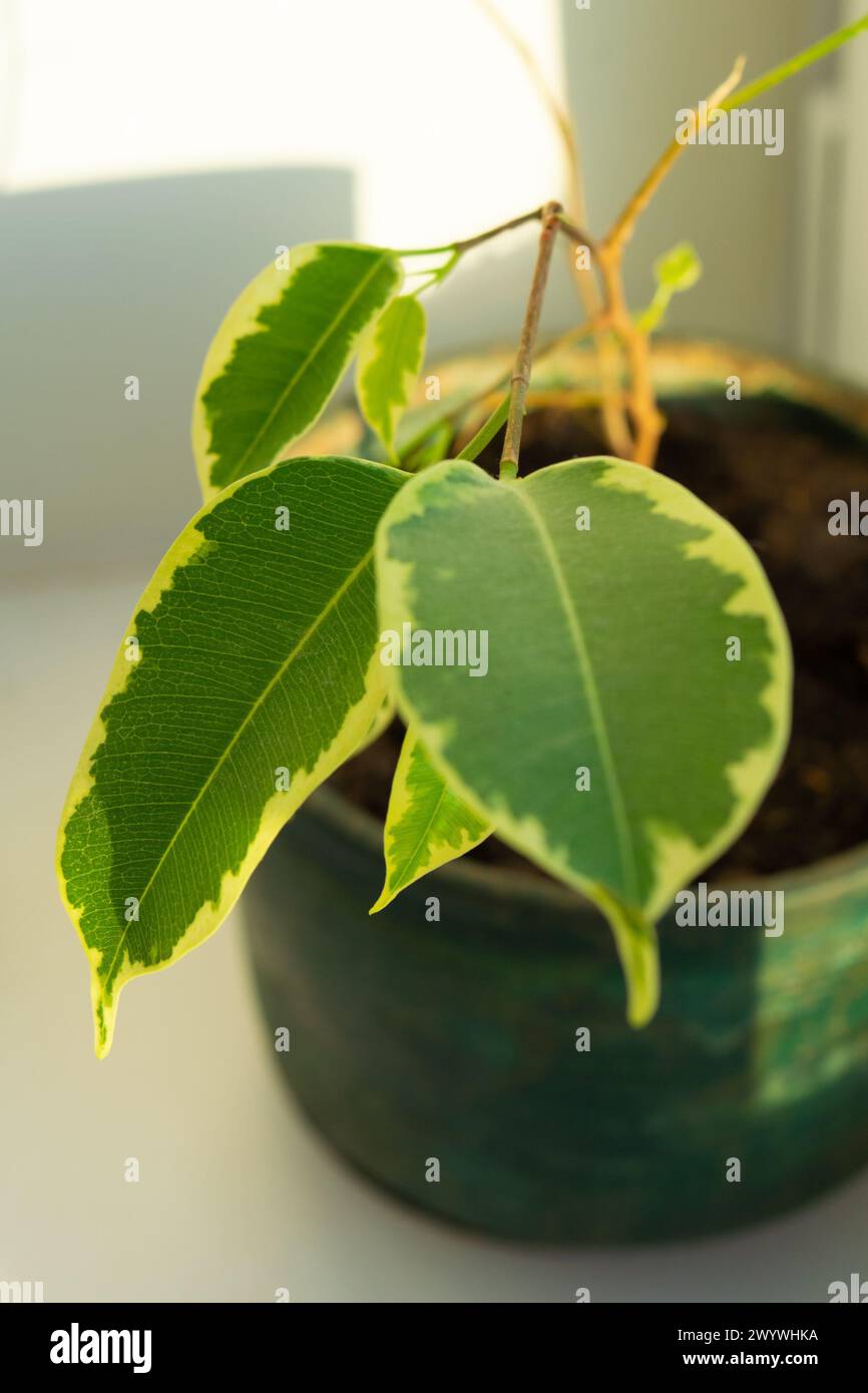 Ficus benjamina 'Samantha' in a pot. weeping fig, benjamin fig, ficus ...