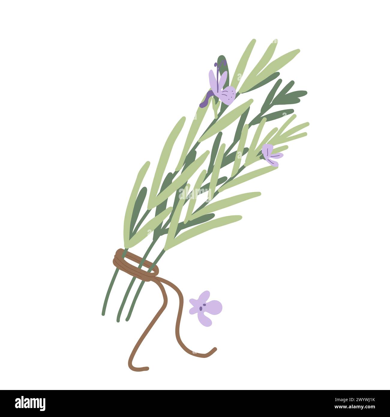 Rosemary isolated on white background. Fresh herb bunch with rosemary ...