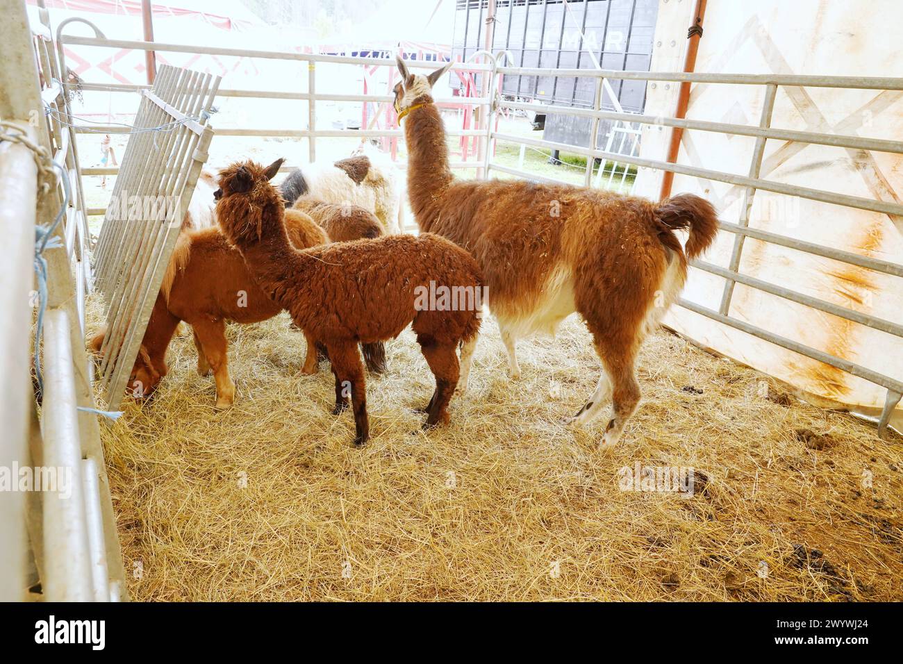 Circustiere hi-res stock photography and images - Alamy