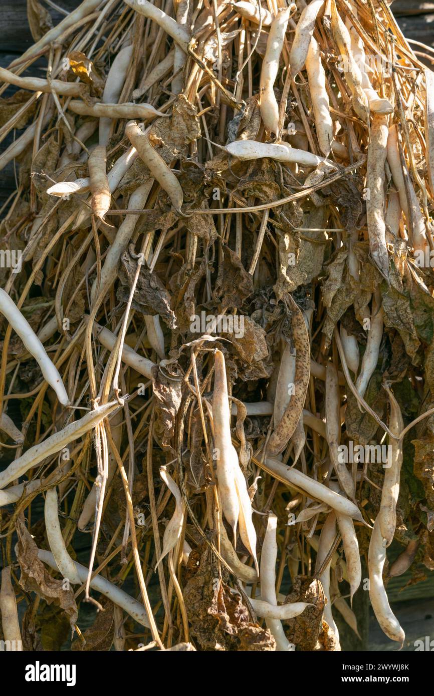 Harvesting and preparing the bean harvest. Drying beans naturally ...