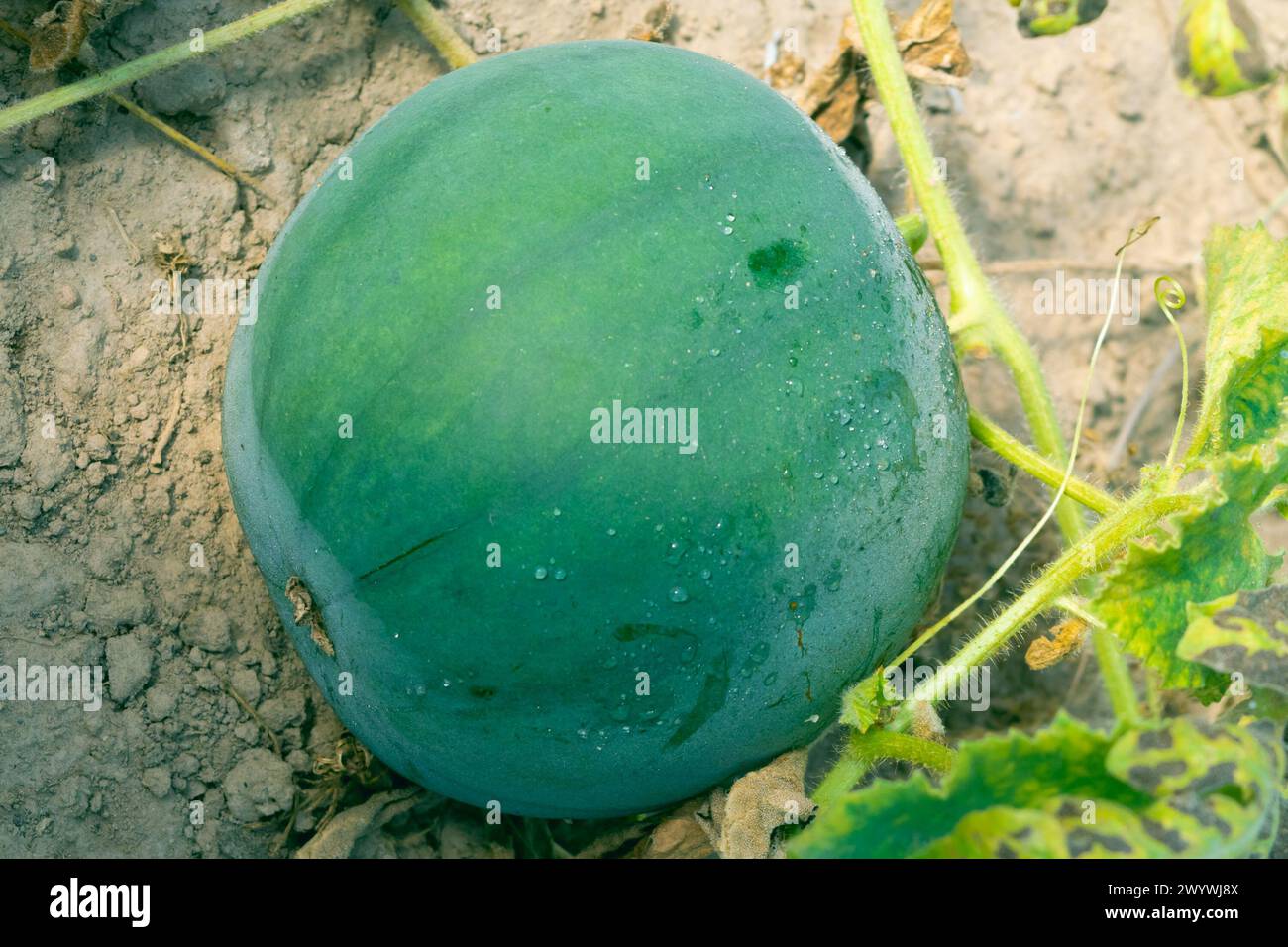 Green watermelon growing in a greenhouse. Growing vegetables and fruits ...