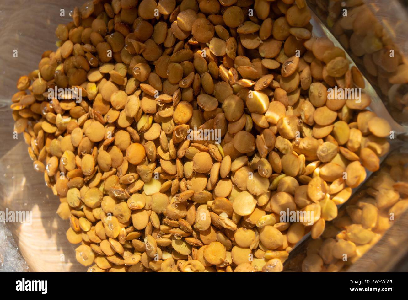 Green lentils soaked in a bowl of water. Preparing legumes for ...