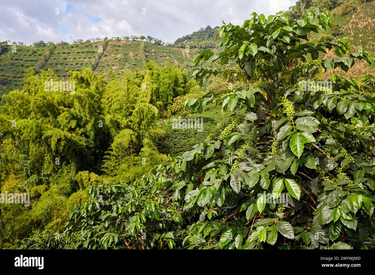 Guadua, Hacienda San Alberto, Cafetal, Coffee plantations, Coffee ...