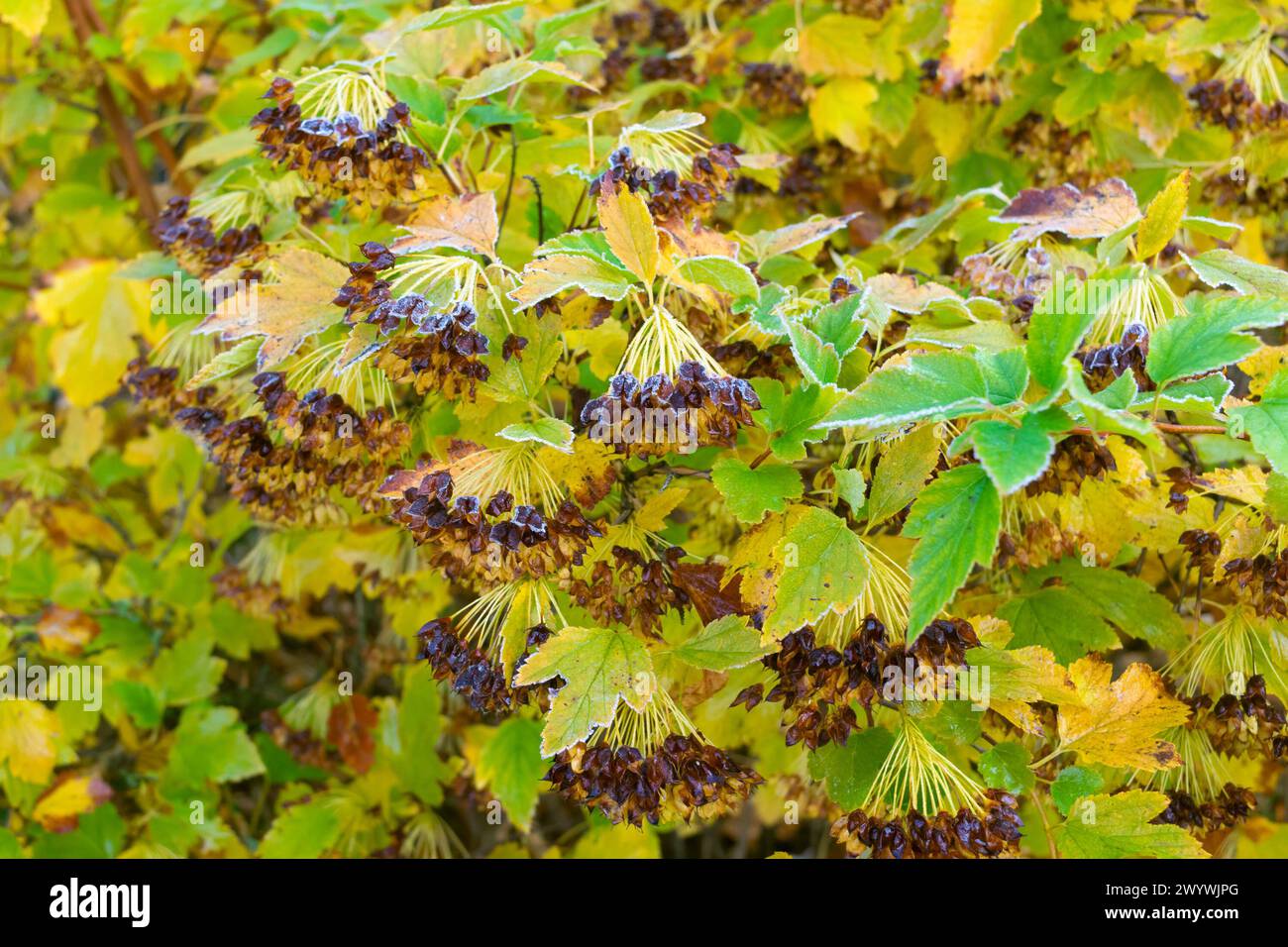 Frost on a bush in an autumn park. Physocarpus capitatus, Pacific ...