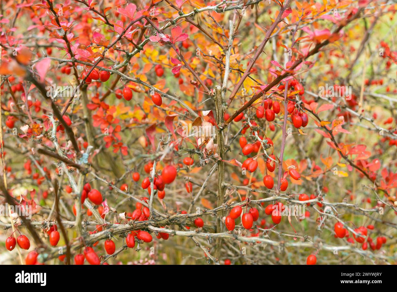 Berberis vulgaris, common barberry, European barberry, simply barberry ...