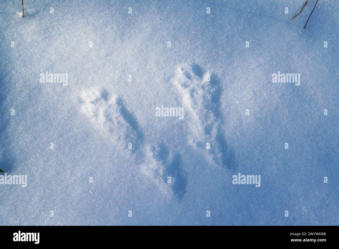 Animal tracks in the snow. Paw prints. Winter background. Winter ...
