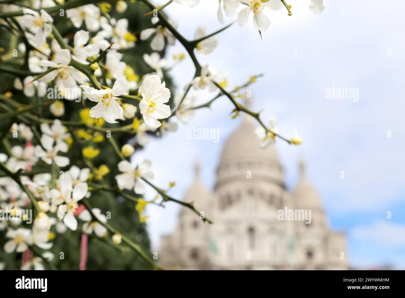 Flowers of citrus trifoliata tree with green leaves against a blue sky ...