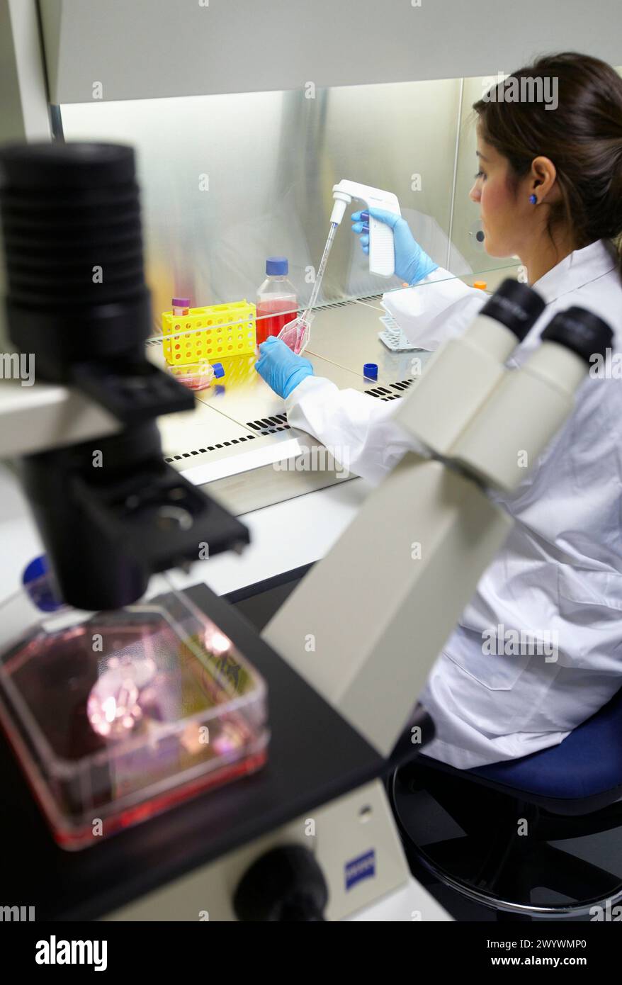 Cell culture room, Researcher handling cell cultures in a laminar flow ...