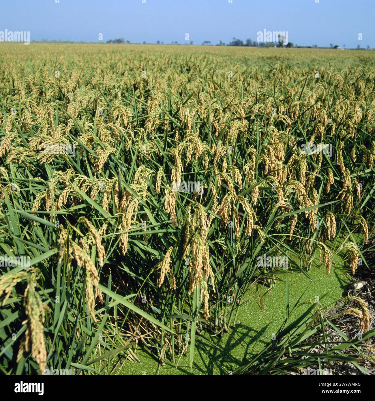 Rice fields, Ebro River delta Natural Park. Tarragona province ...