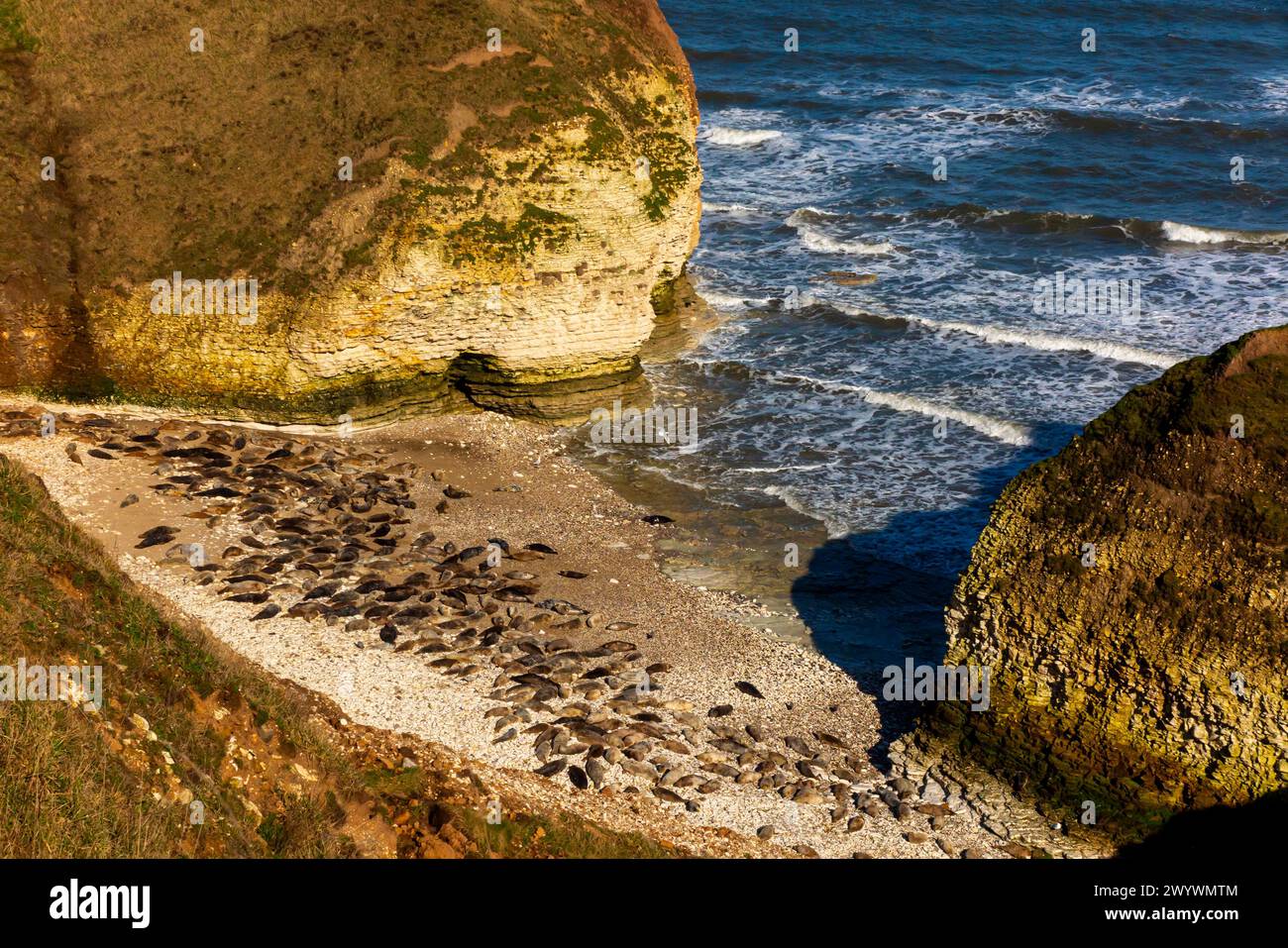 Colony of Atlantic grey seals Halichoerus grypus atlantica resting on ...