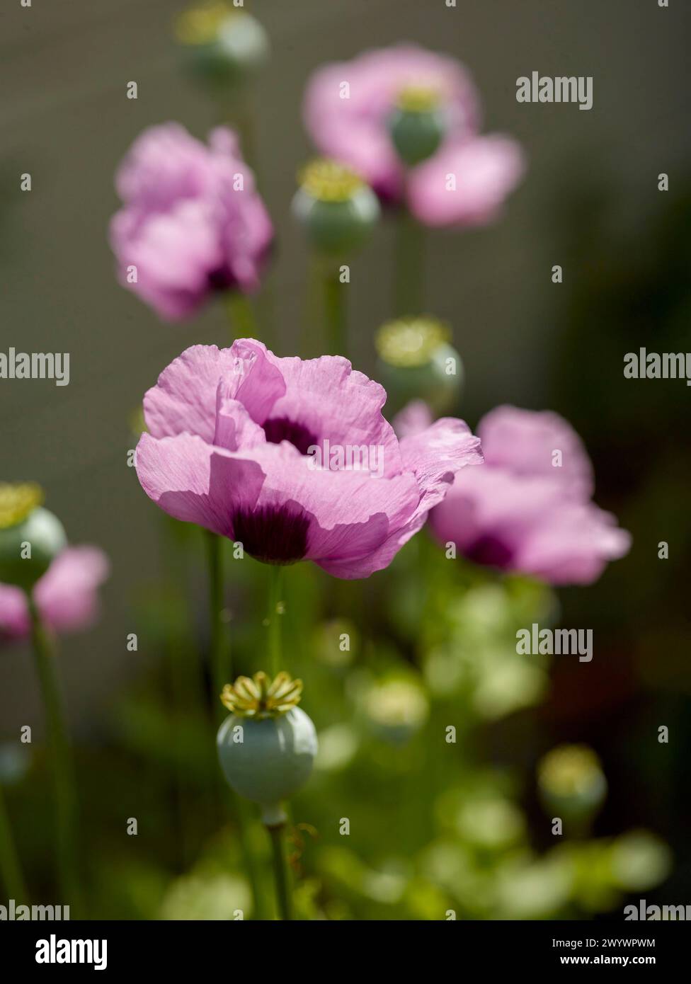 Natural close up, high resolution, flower portrait of stunning poppy ...