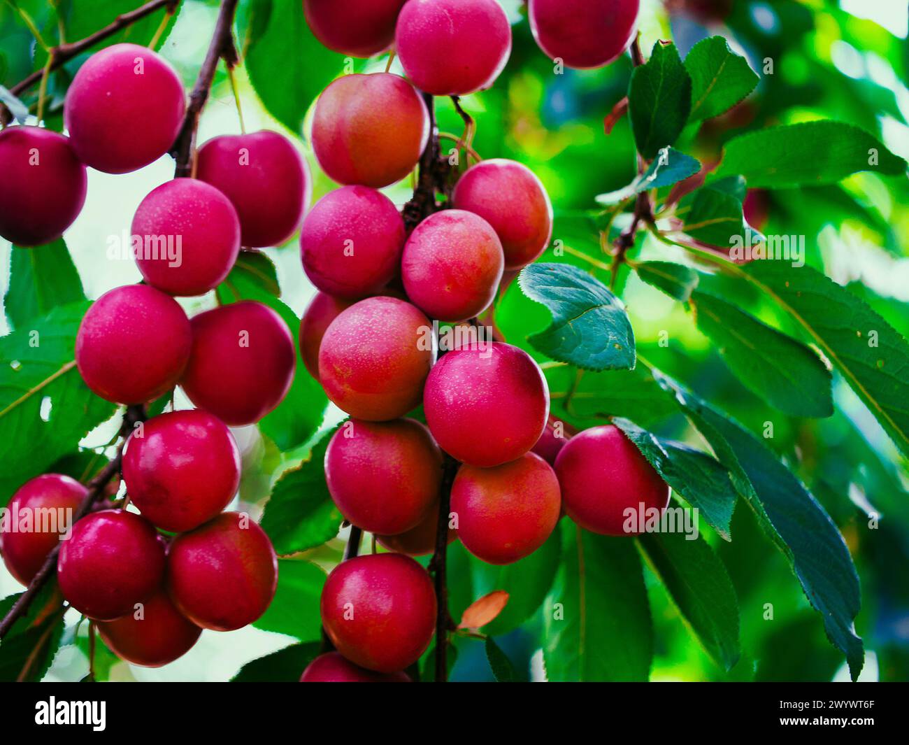 Detailed image of juicy cherry plums on a tree, highlighting their rich ...